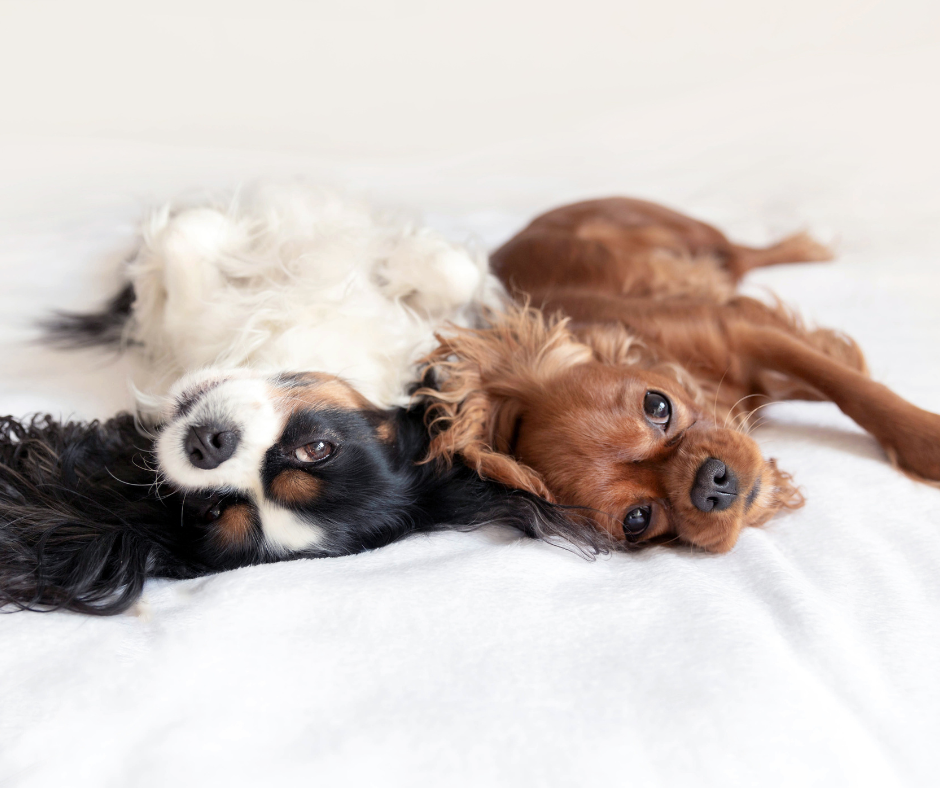 What is the best sleep position? – Jonic