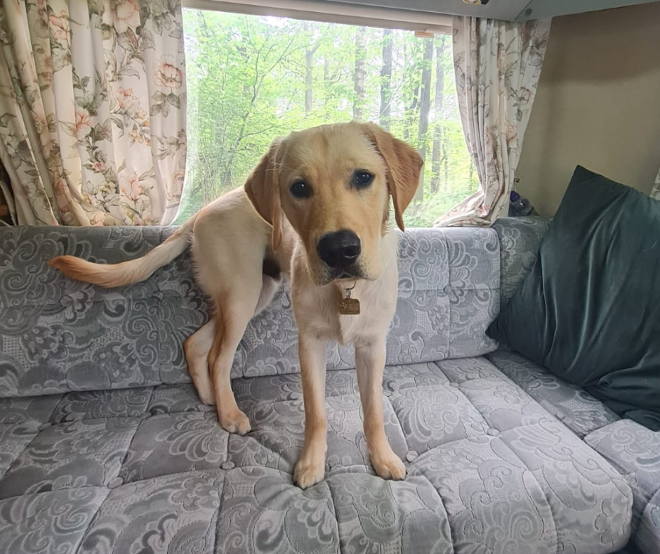 Top tips for travelling in your caravan or motorhome with your dog – Jonic